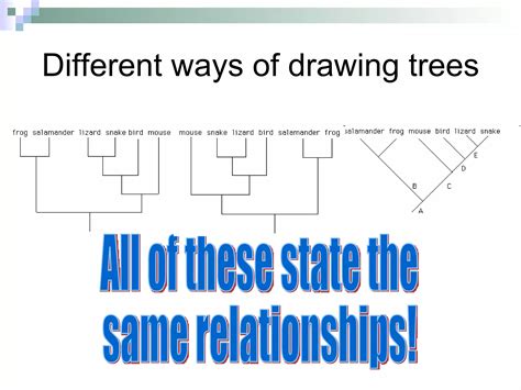 Phylogeny And Classification Ppt