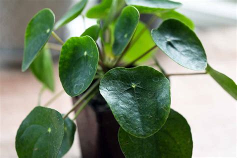 How To Grow And Care For Chinese Money Plants Gardeners Path
