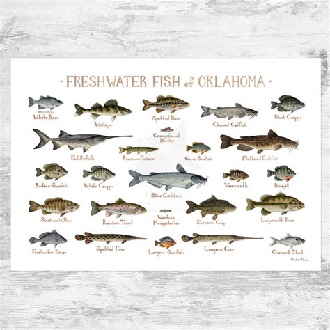 Oklahoma Freshwater Fish Field Guide Art Print Kate Dolamore Art
