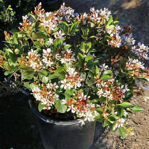 Rhaphiolepis Indica Clara White Indian Hawthorn