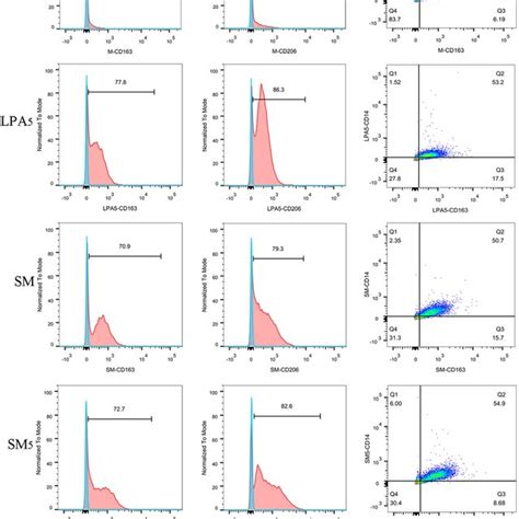 The Monocytes Differentiated Into Cd163 Macrophages Under The Download Scientific Diagram