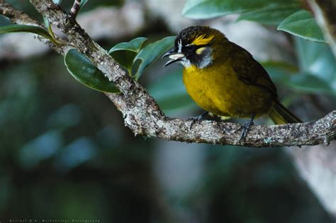 Sunimal S K Malkakulage Fotography