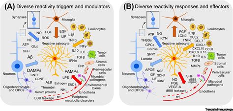 Astrocyte Reactivity Subtypes States And Functions In Cns Innate Immunity Trends In Immunology