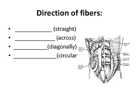 Naming Muscles Tips Most Skeletal Muscles Have Names
