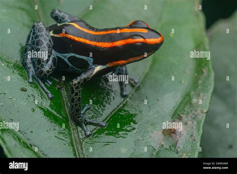 Reticulated Poison Frog Ranitomeya Ventrimaculata Yasuni National
