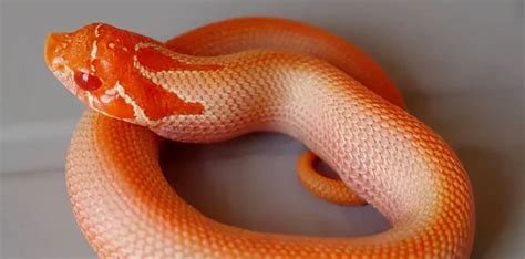 适合新手养的宠物蛇，漂亮、好看 哔哩哔哩
