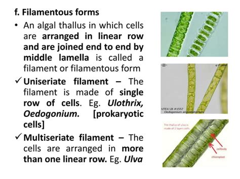 Algae Pptx Zoos And Aquariums Attractions