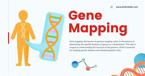 understanding gene mapping in biological anthropology anthroholic
