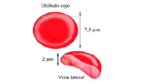 HemoglobinopatÍas IntroducciÓn Eritrocitos Y Hemoglobina Características Y Funciones Por C