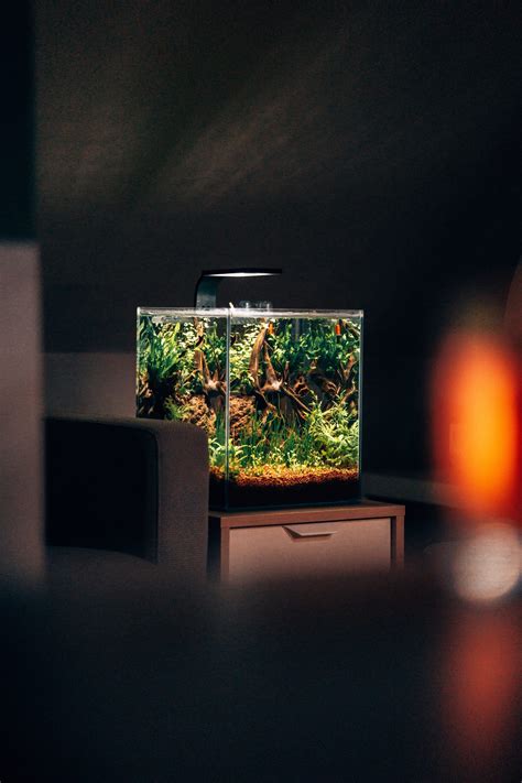 What Are The Different Aquarium Types Tank Setups Explained