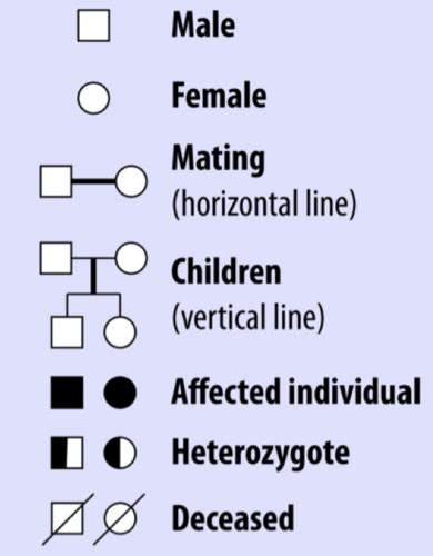 Basic Genetics Inheritance And Cell Behaviour Flashcards Quizlet
