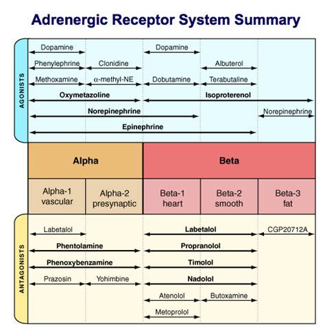 Adrenergic Receptors Artofit