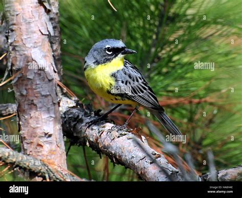The Kirtlands Warbler An Endangered Species In A Us National Park