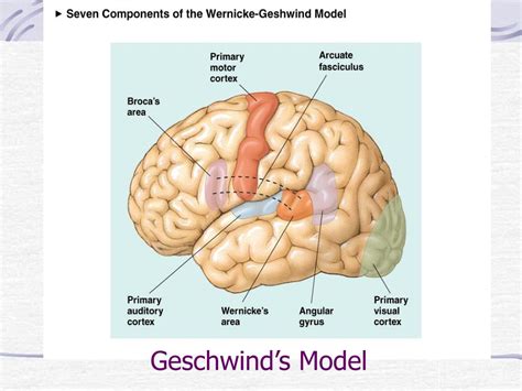 Ppt Language Powerpoint Presentation Free Download Id745687