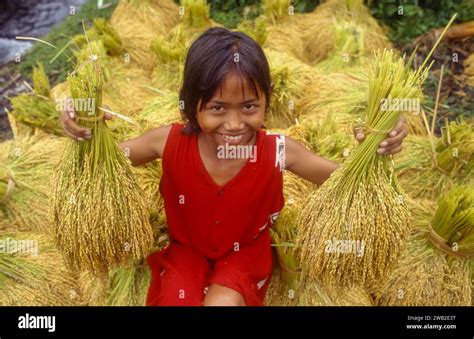 Indonesia Java Girl With The Just Harvested Rice Waiting To Be