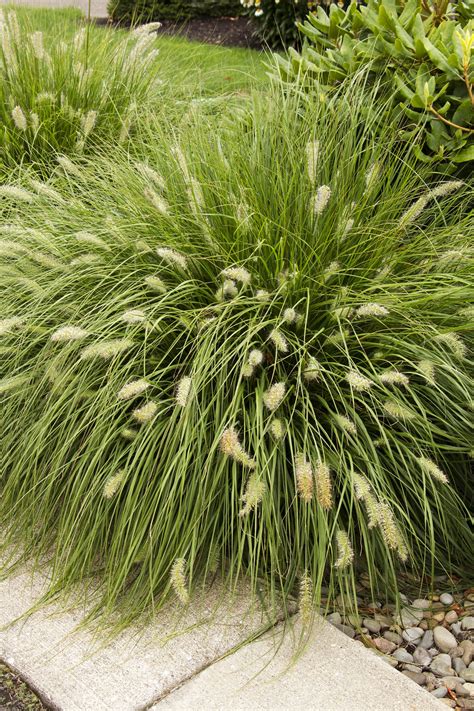 Pin On Ornamental Grasses