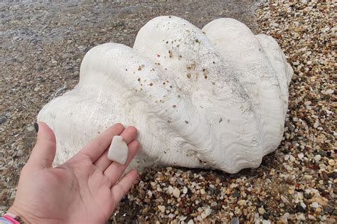 Extremly Rare Giant Seashell From The Ocean Etsy