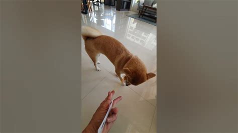 Какая прелесть дружулюбная Youtube