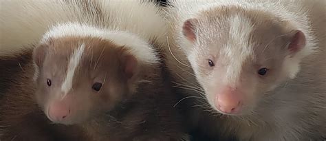 Pet Skunk Colors