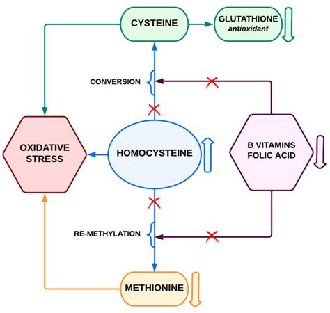Methionine Metabolic Pathway Simplified Pathway Disorders In People Download Scientific