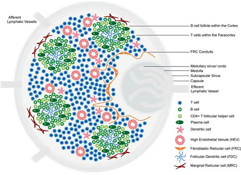 Lymph Node Structure And Function Concept Map Map