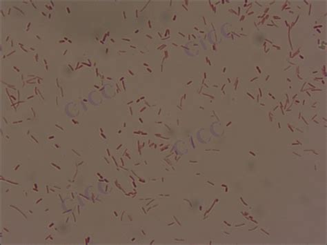 嗜水气单胞菌 CICC 10868 菌种产品 中国工业微生物菌种保藏管理中心CICC 国家菌种资源库
