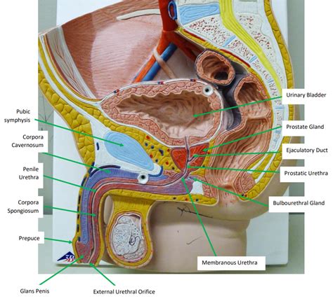 Reproductive 23 Diagram Quizlet