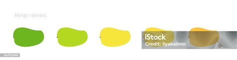 망고 성숙 도표 컬러 그라데이션 세트 과일 식물 익는 질경이 녹색에서 노란색과 주황색까지 애니메이션 기간 진행 플랫 벡터입니다 개발에 대한 스톡 벡터 아트 및 기타 이미지