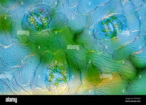 the image presents stomata in spathiphyllum leaf epidermis