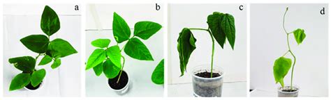 Morphological Aspects Of Cowpea Plants At 12 Days After Inoculation