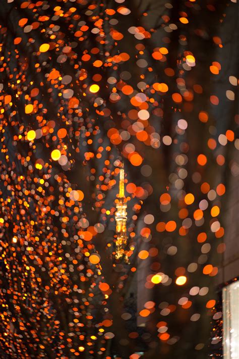 배경 화면 일본 햇빛 밤 노랑 니콘 도쿄 Jp 색깔 니코르 가을 꽃 조명 디자인 Afs105mmf14eed Afsnikkor105mmf14eed