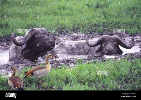 Paysages Avec Buffles Banque De Photographies Et Dimages à Haute Résolution Alamy