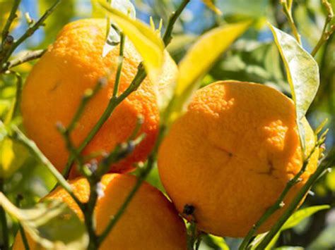 горький апельсин