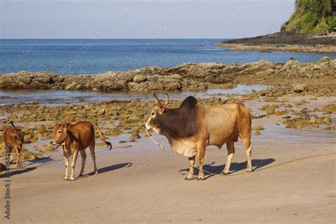 Bull And Cows Of Asian Cattle Breed On The Beach In Koh Ko Lanta