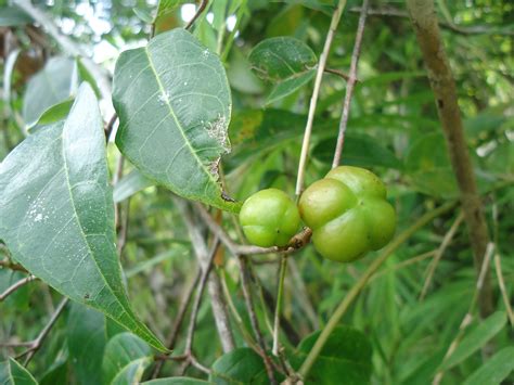 Protium Connarifolium Burseraceae