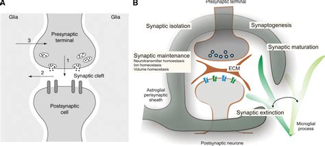Tripartite Synapse