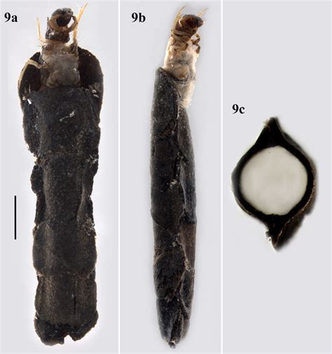 Phylloicus Fenestratus Flint 1974 Larva And Larval Case 9a Ventral