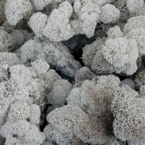 Moss – Bloomingmore