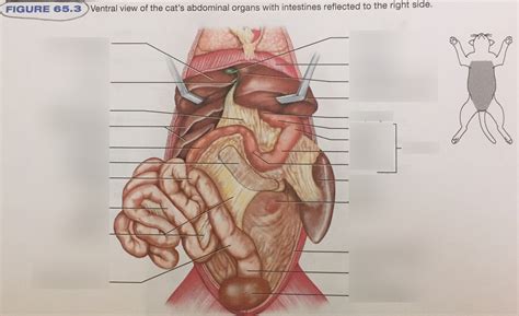 Figure 65 3 Cat Abdominal Organs Diagram Quizlet