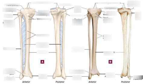 Tibia And Fibia Bone Diagram Quizlet