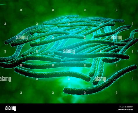 Legionella Pneumophila Hi Res Stock Photography And Images Alamy