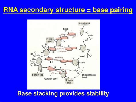 Ppt Introduction To The Rna Folding Problems Powerpoint Presentation