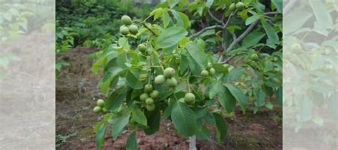 Грецкий орех идеал купить в Отрадном | Товары для дома и дачи | Авито