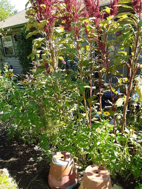 Amaranth Red Garnet Seeds Grans Garden Seeds