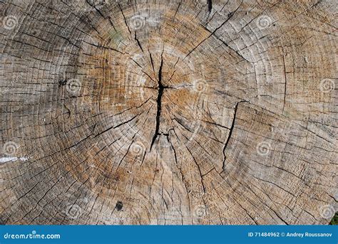 Cross Section Of Tree Trunk Showing Growth Rings Stock Photography CartoonDealer Com