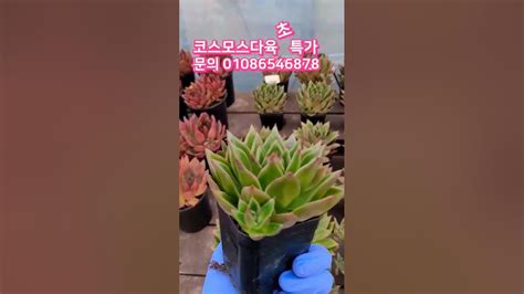 초특가 슈퍼스타군생 한정 Youtube