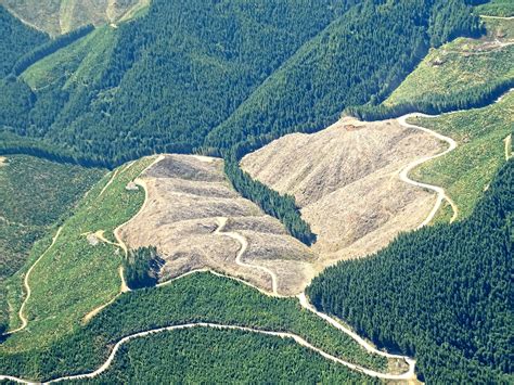 Logging Is The Lead Driver Of Carbon Emissions From Us Forests