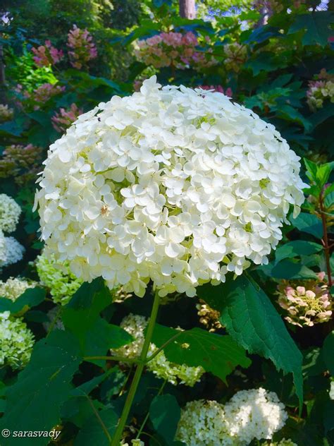 The 12 Showiest Lacecap And Mophead Hydrangeas For Your Garden Artofit