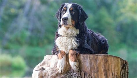Farm Dog Breeds