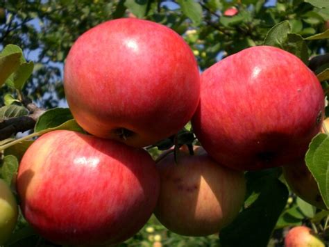 Самые ранние и вкусные сорта яблонь для средней полосы России Виктория Радзевская Дачные